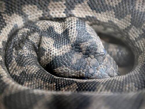 Un garçon de cinq ans survit à l'attaque d'un python