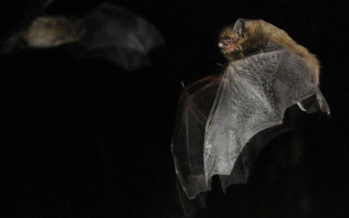 Les chiroptères, stars de la Nuit des chauves-souris
