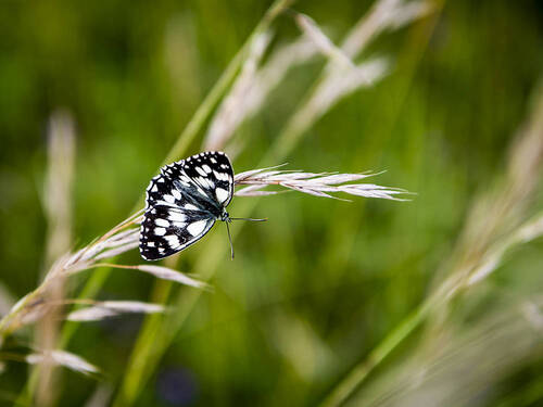 La faune et la flore devraient être mieux protégées