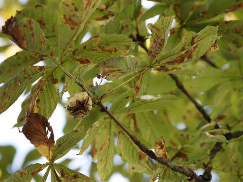 Le marronnier annonce le printemps à Genève