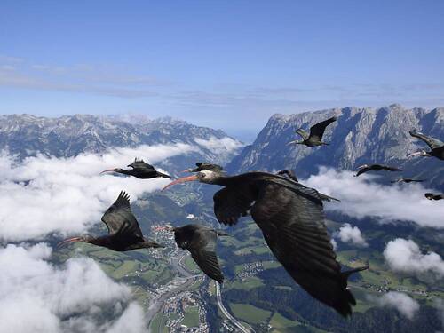 La chaleur automnale désoriente les ibis chauves