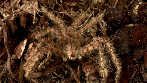 Le venin d'araignée, remède miracle contre les rides et maladies