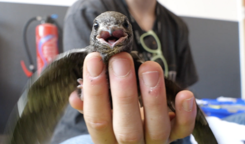 23 bébés martinet ont trouvé une famille d'accueil